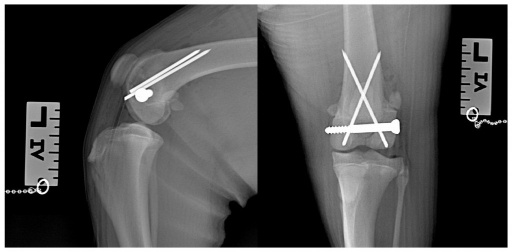 VET-ORTHOPEDIE » broche